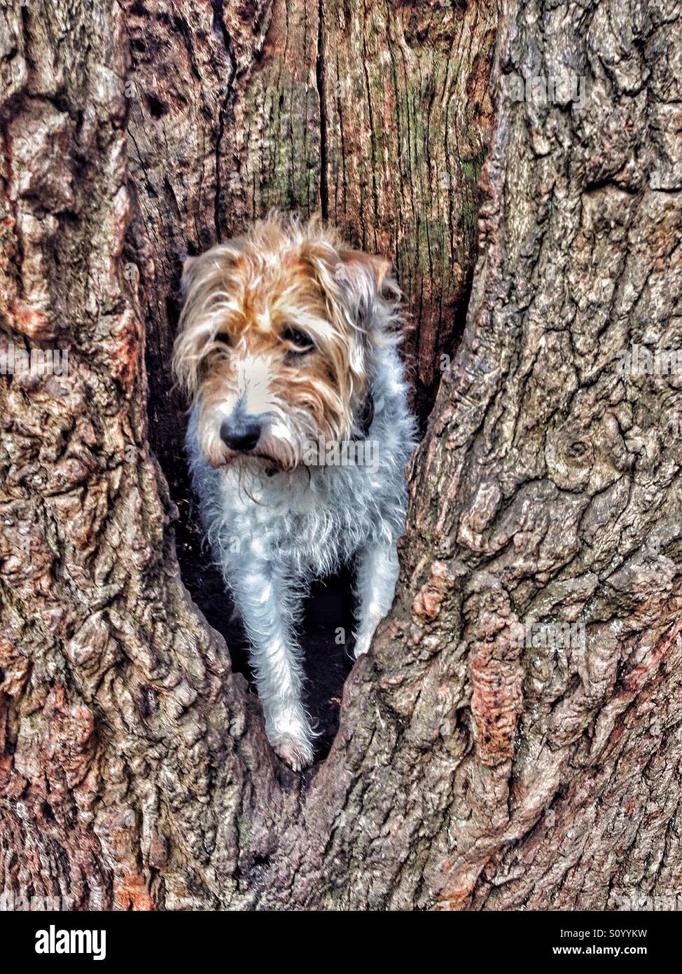 Dog sitting in a hollowed out tree trunk Stock Photo - Alamy