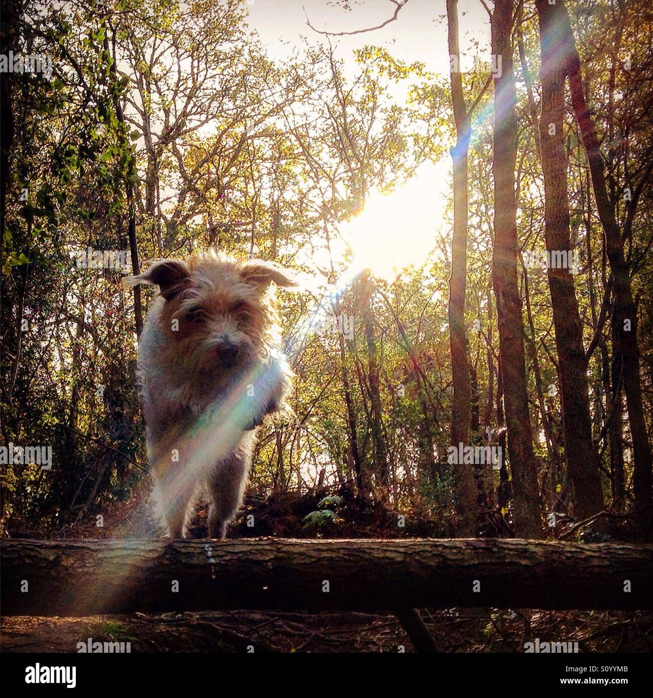 Dog jumping over fallen tree in wood Stock Photo - Alamy