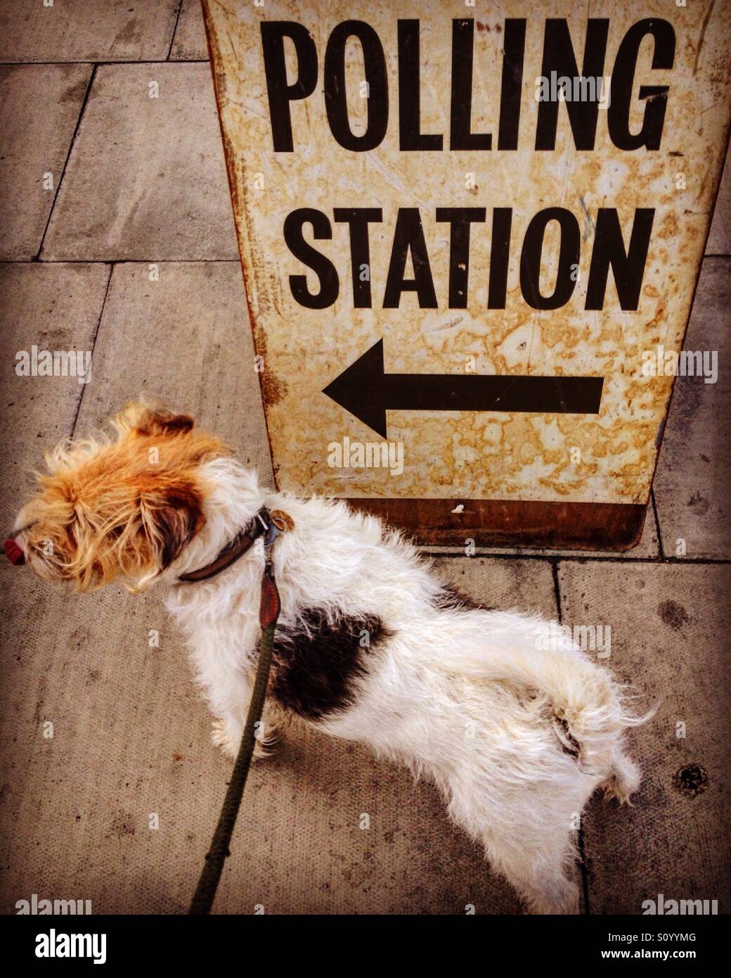 Dog polling station hi-res stock photography and images - Alamy