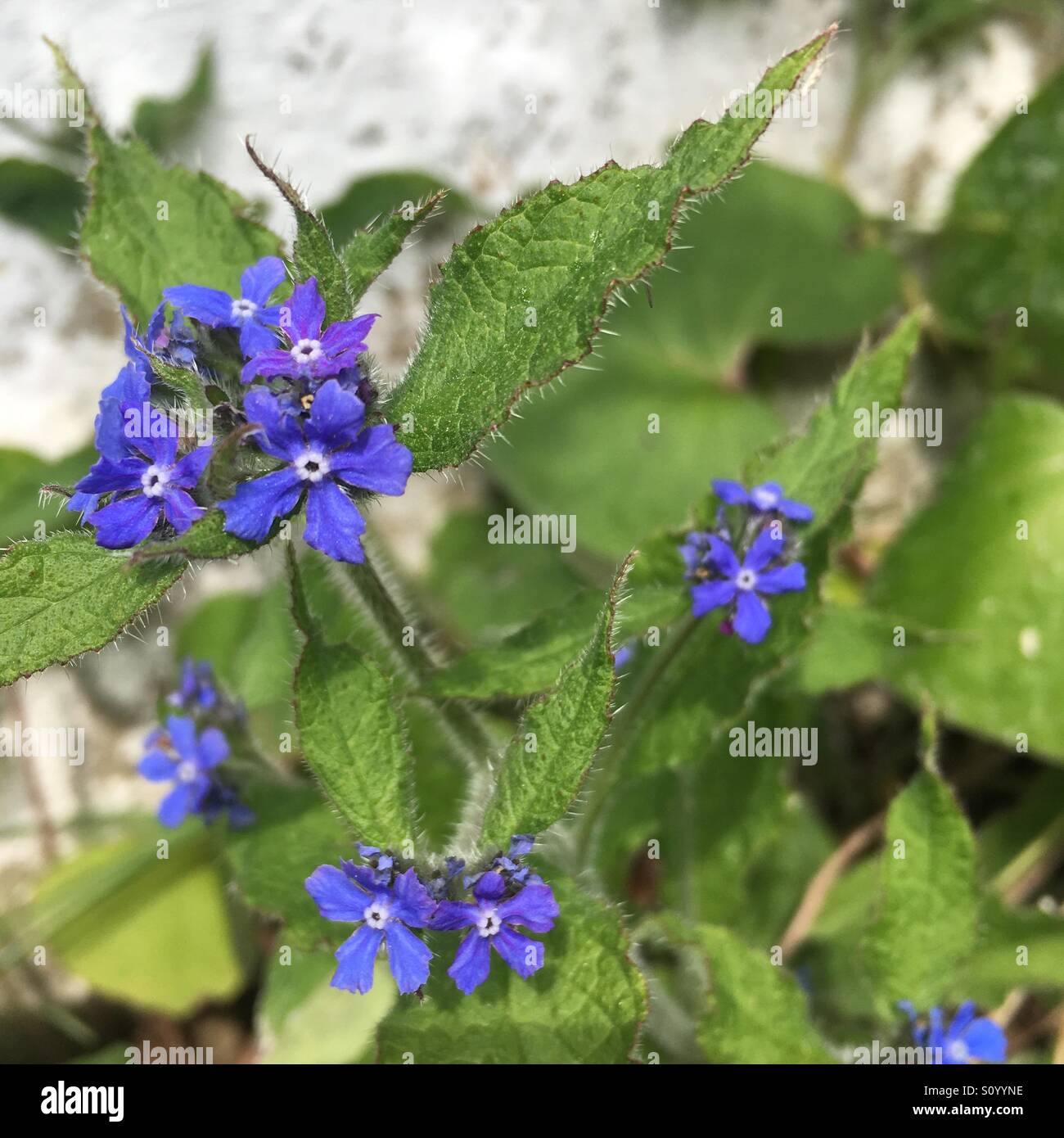 Purple flowers garden hi-res stock photography and images - Alamy
