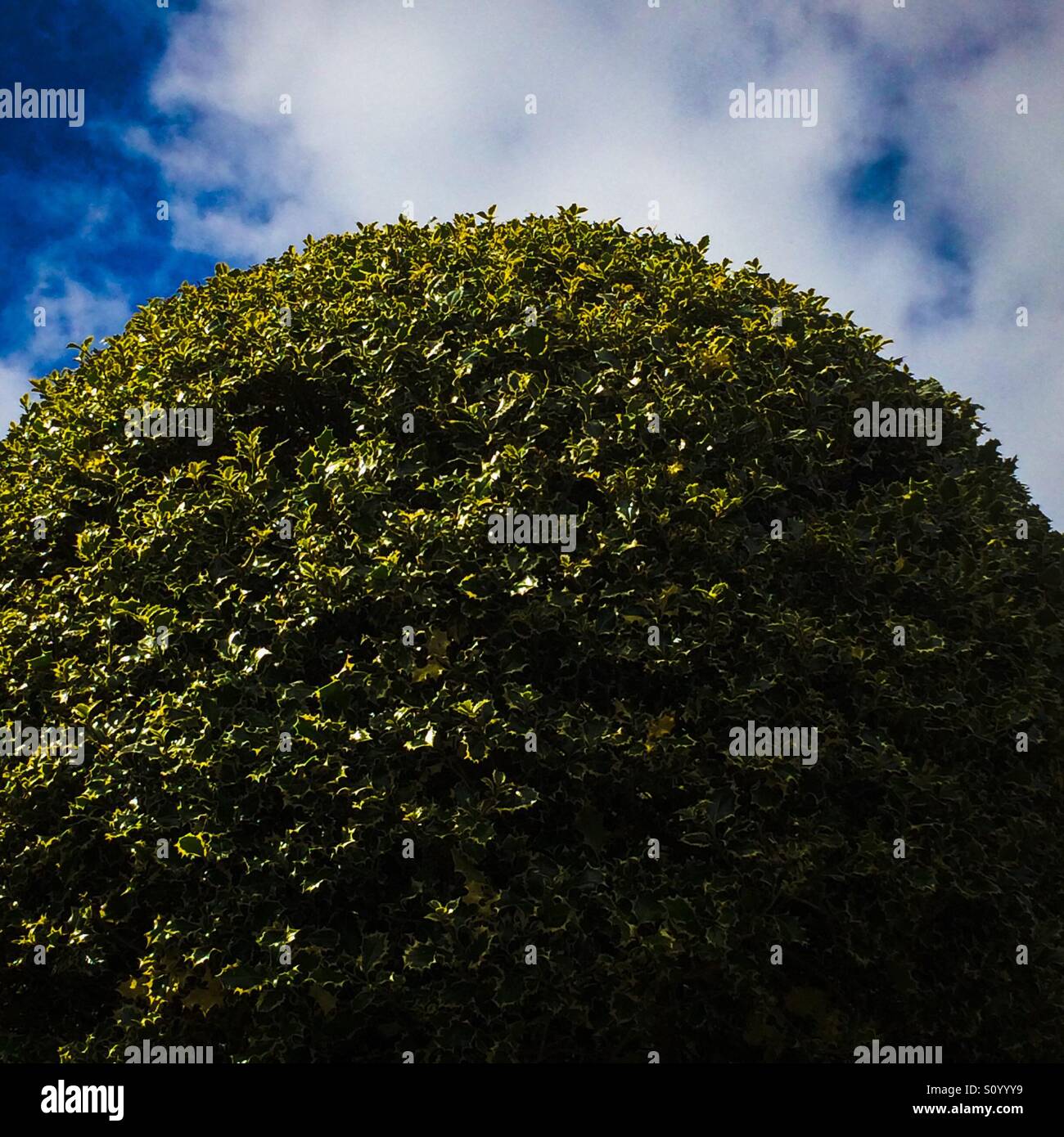 Close up view of circular topiary bush Stock Photo - Alamy