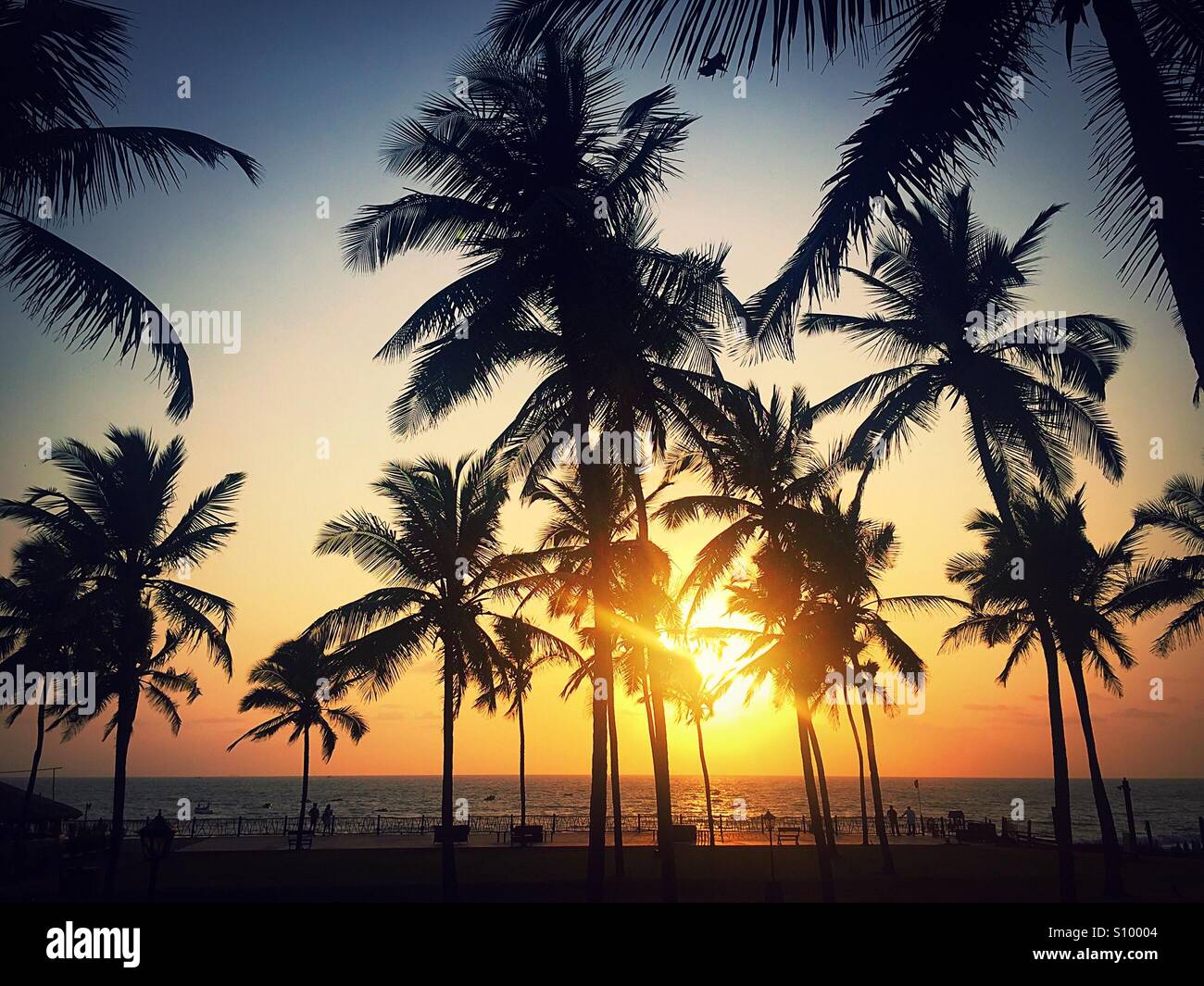 Beautiful sunset behind coconut trees Stock Photo - Alamy