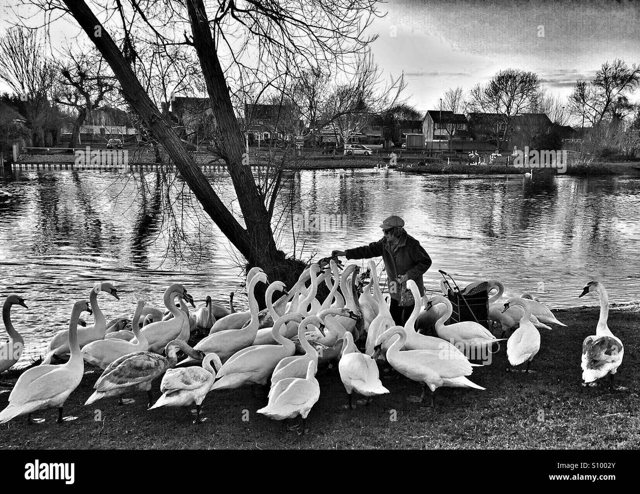 Bank of swans on river hi-res stock photography and images - Alamy