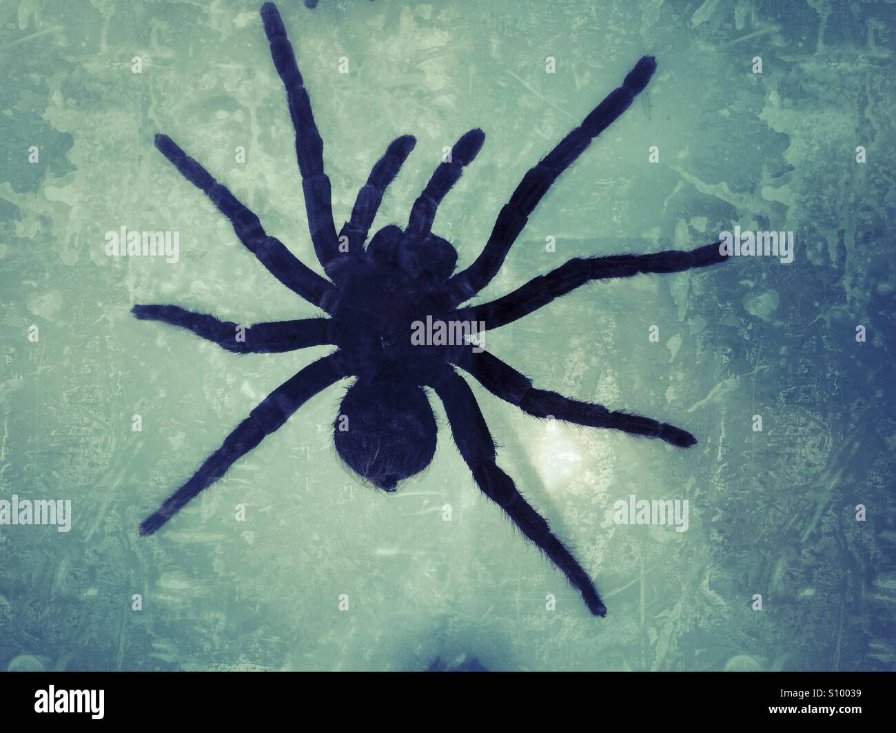 Creepy spider hi-res stock photography and images - Alamy