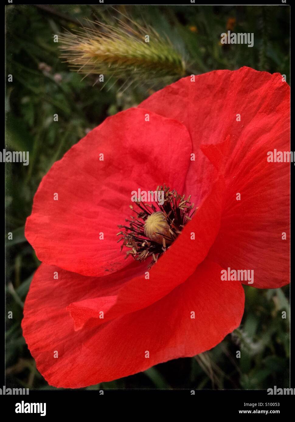 Poppy in flower, Catalonia, Spain Stock Photo - Alamy