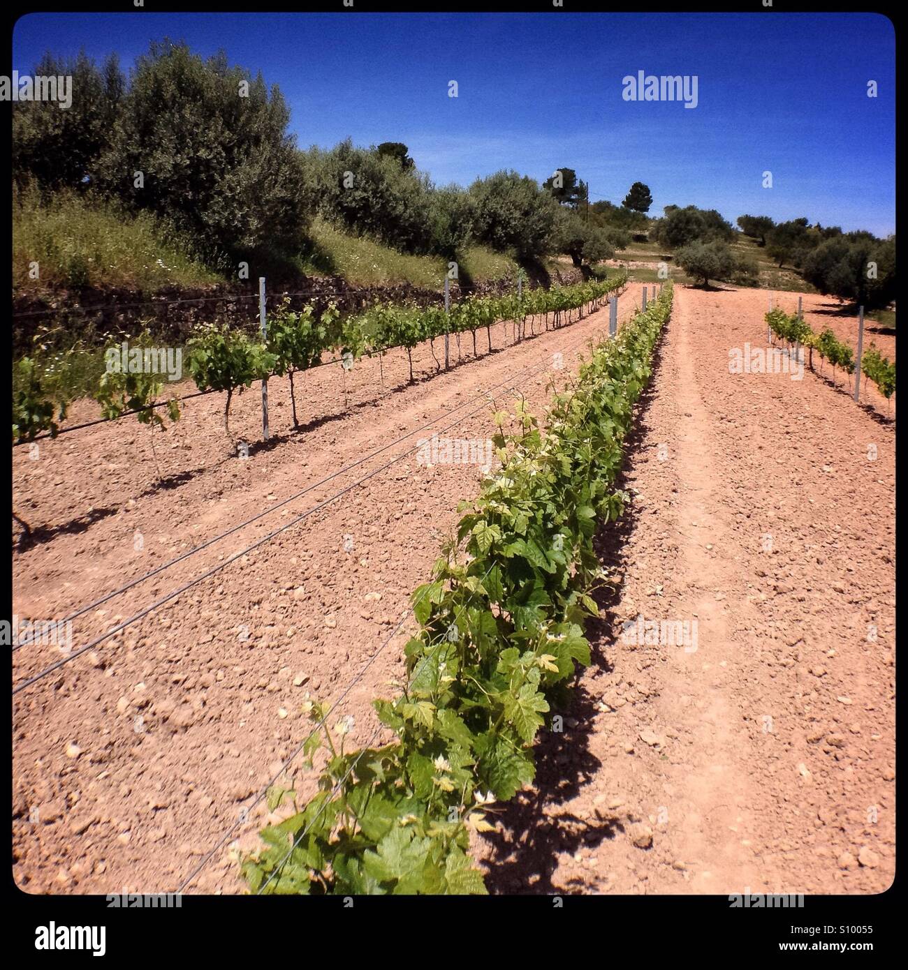 Syrah grapevines, Catalonia, Spain Stock Photo - Alamy