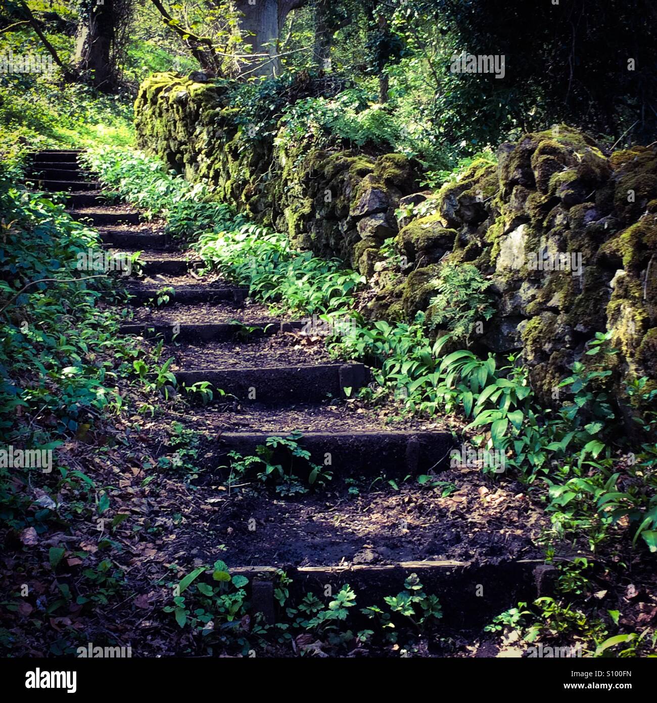 Woodland steps hi-res stock photography and images - Alamy