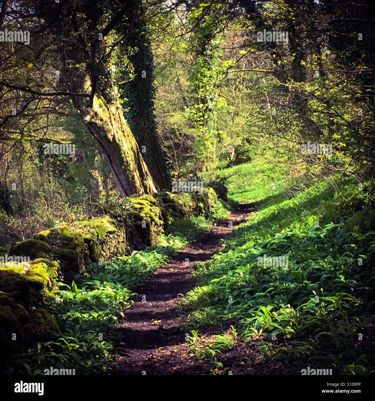 Path through woodland with trees and wall Stock Photo - Alamy