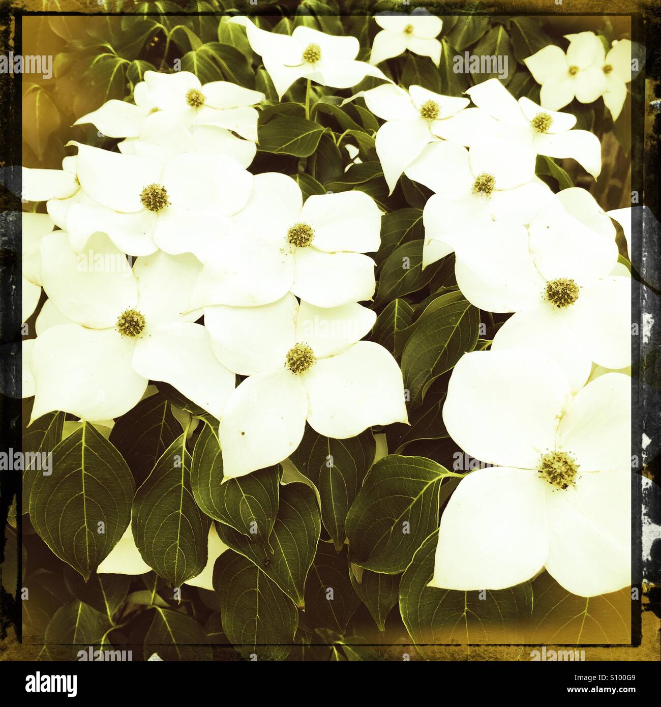Japanese Dogwood Stock Photos & Japanese Dogwood Stock Images - Alamy