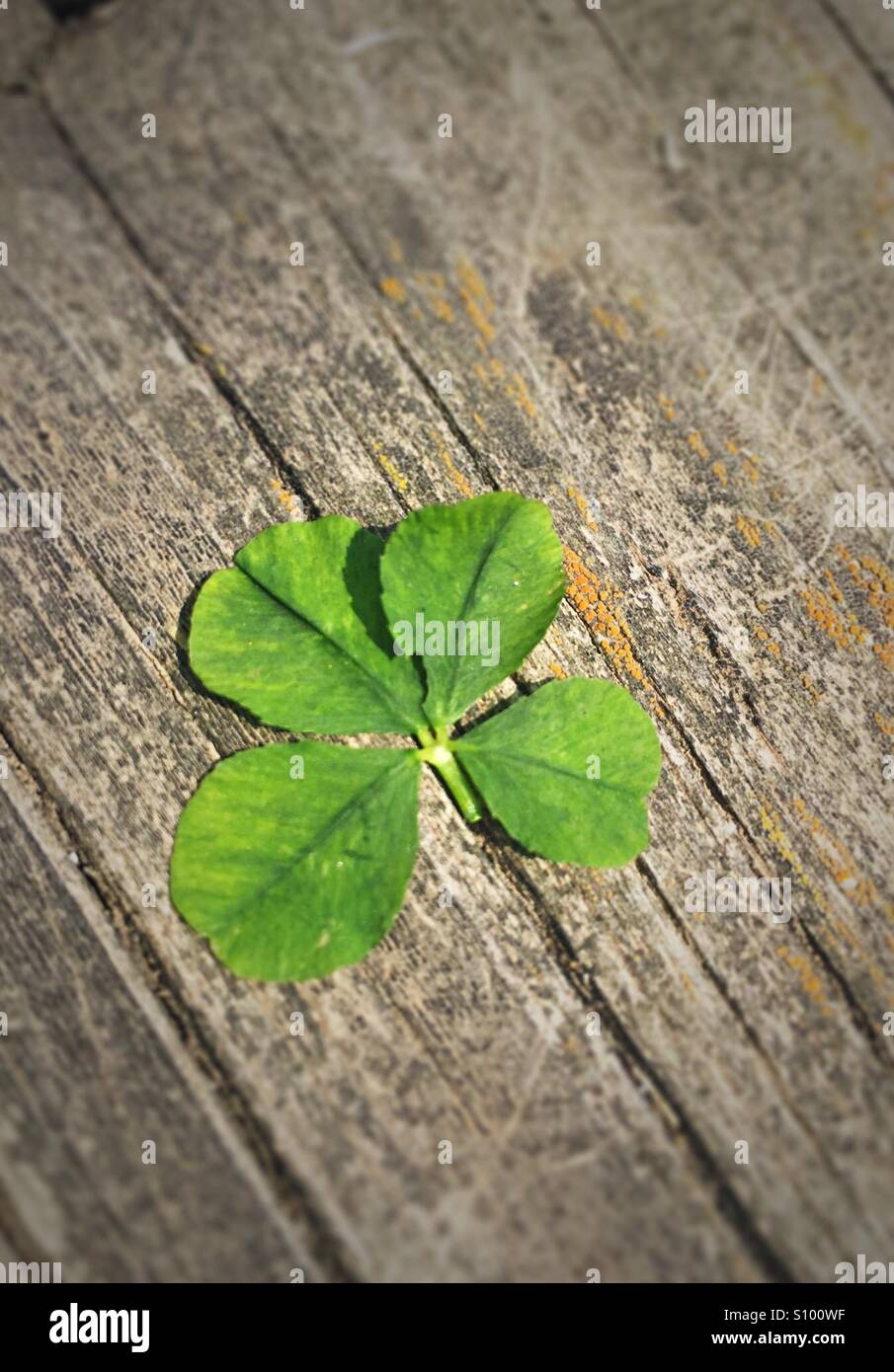Lucky four leaf clover hi-res stock photography and images - Alamy