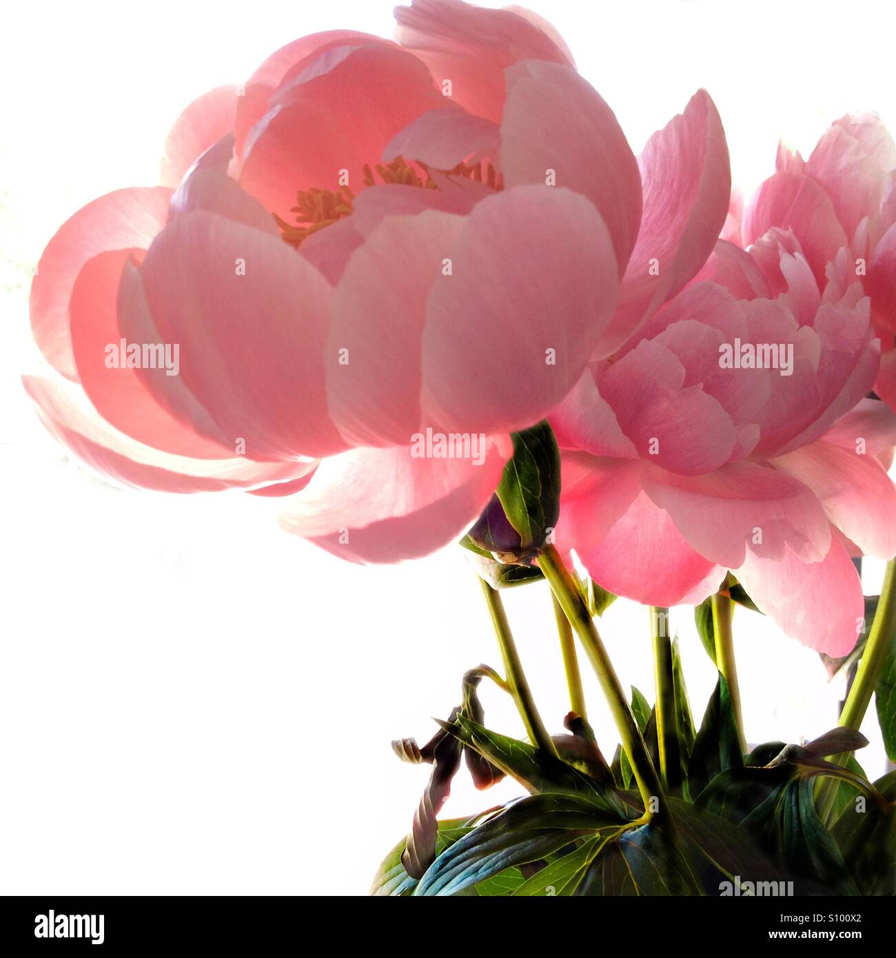 Pretty Pink Peonies Stock Photo - Alamy