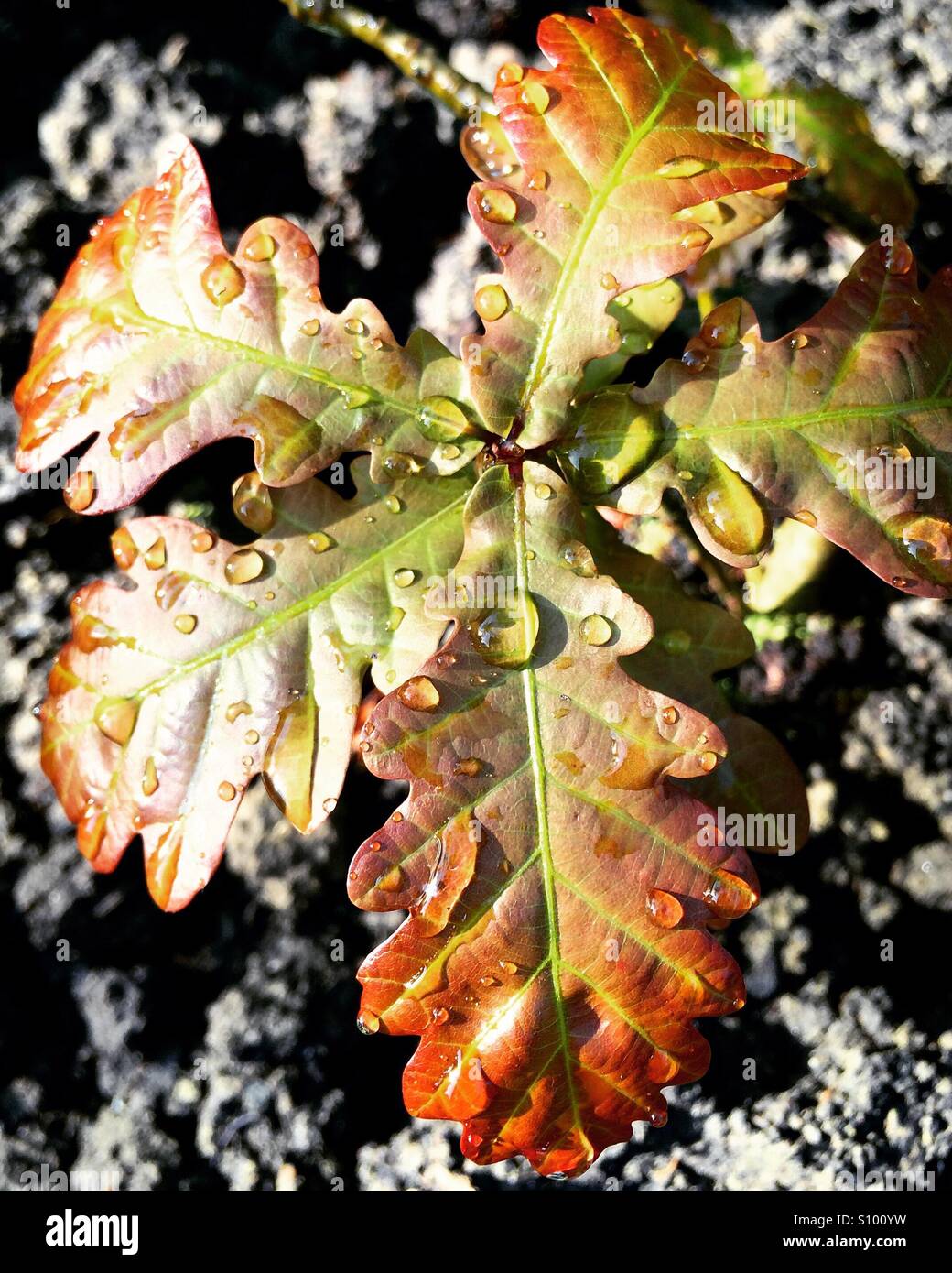 Oak sapling hi-res stock photography and images - Alamy