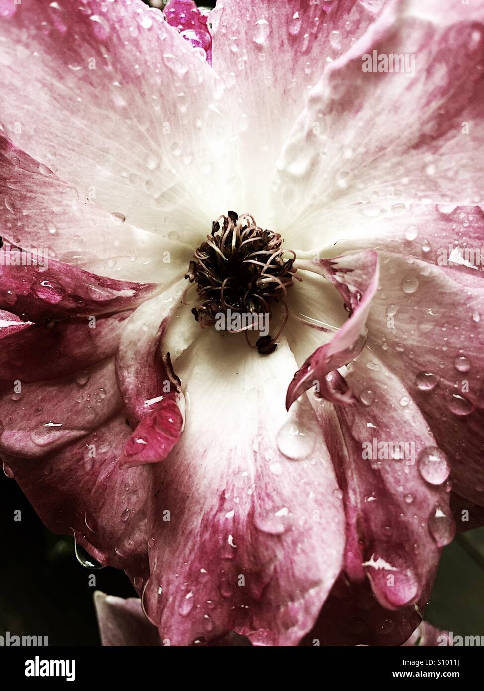 Rose with raindrops Stock Photo - Alamy