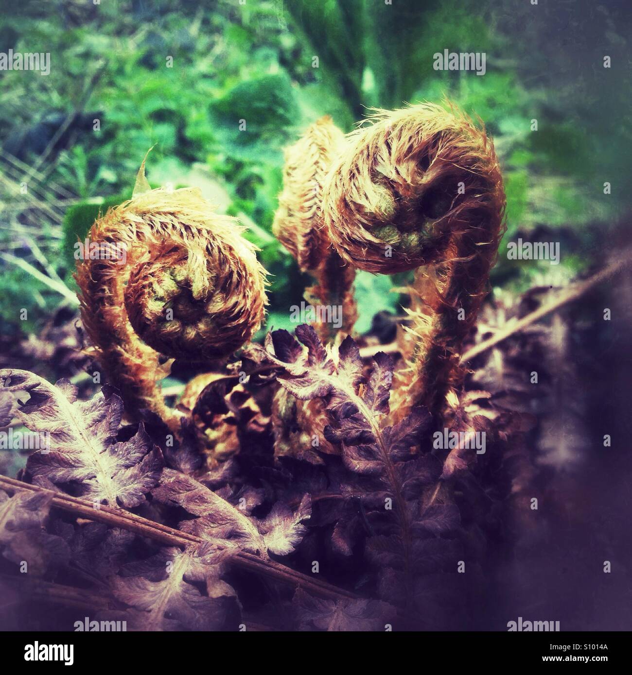 Showcasing their delicate textures hi-res stock photography and images ...