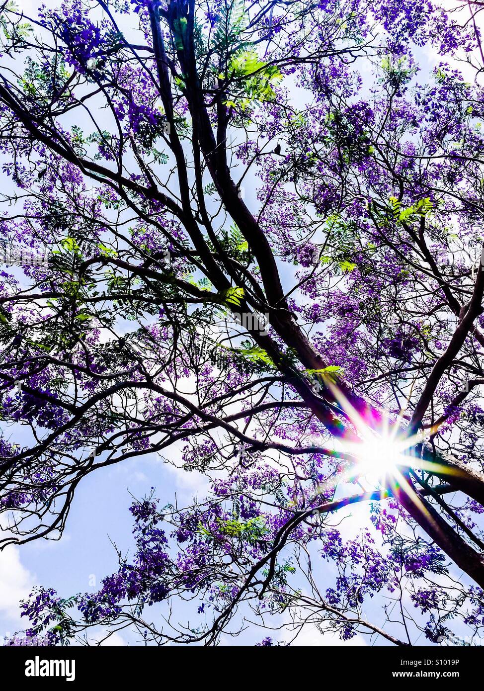Jacaranda blossoms hi-res stock photography and images - Alamy