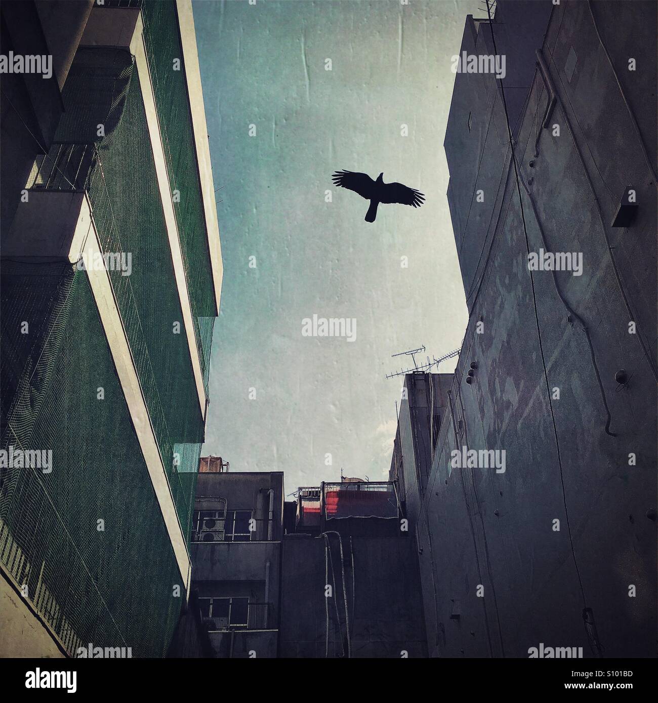 Crow between the buildings Stock Photo - Alamy