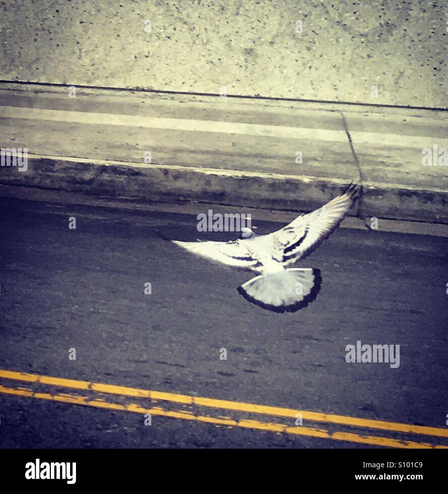 Pigeon fly hi-res stock photography and images - Alamy