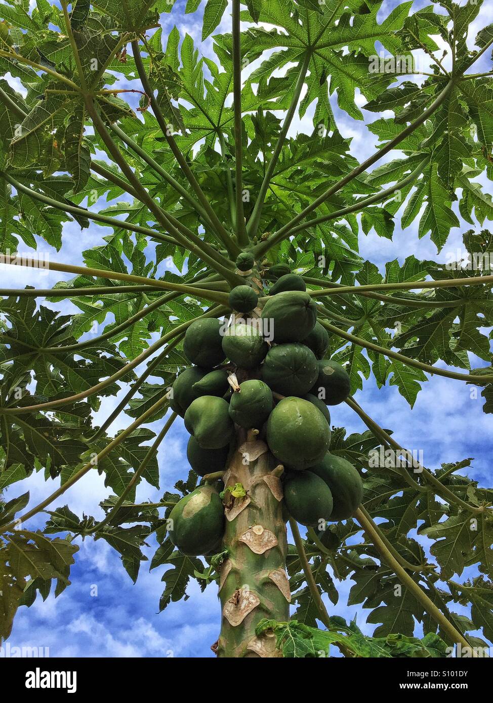 Papaya tree hi-res stock photography and images - Alamy
