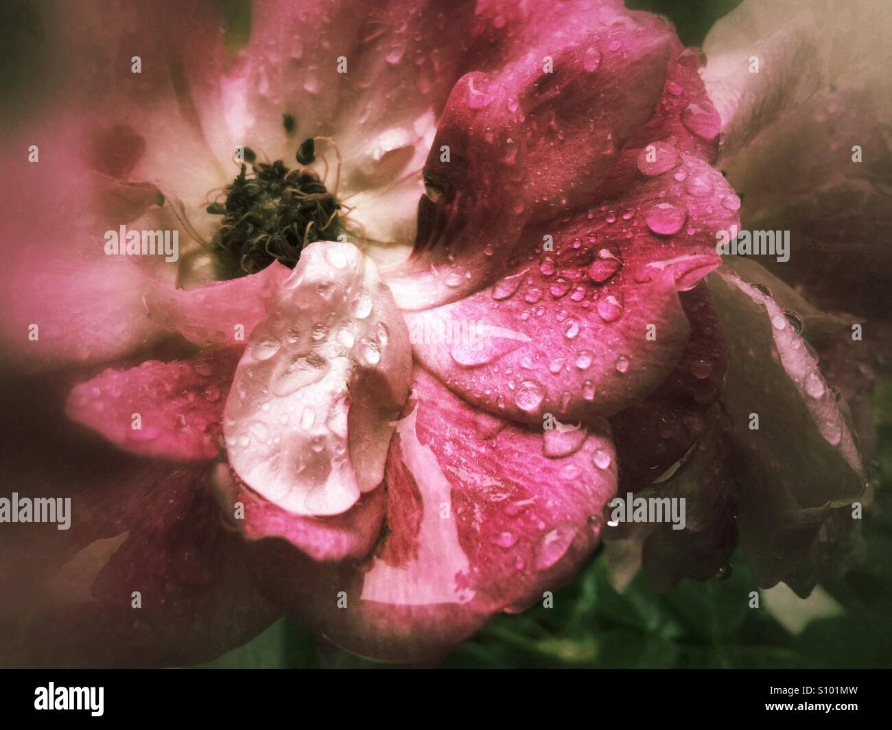 Rose after a rain Stock Photo - Alamy