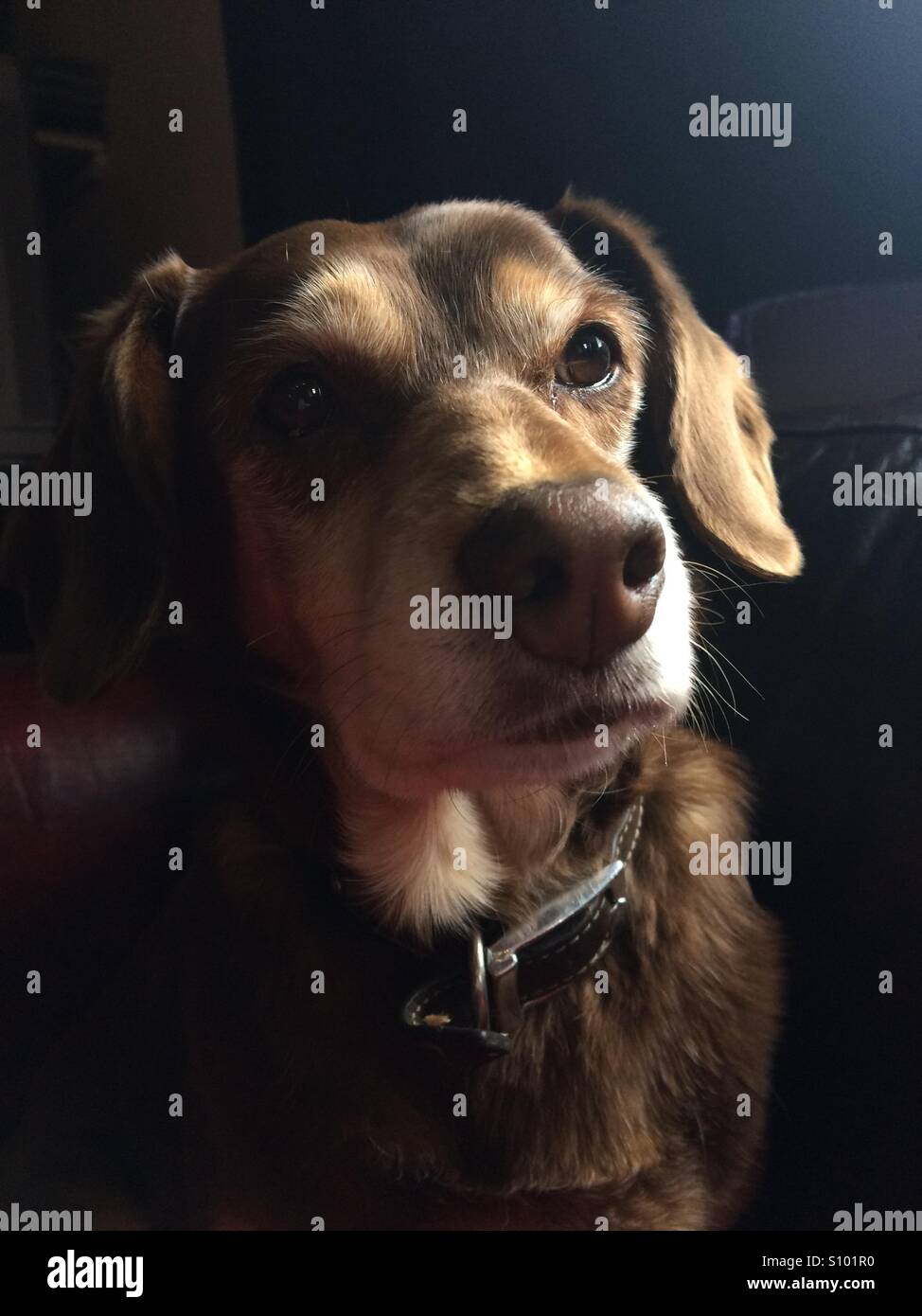 Light brown dog hi-res stock photography and images - Alamy