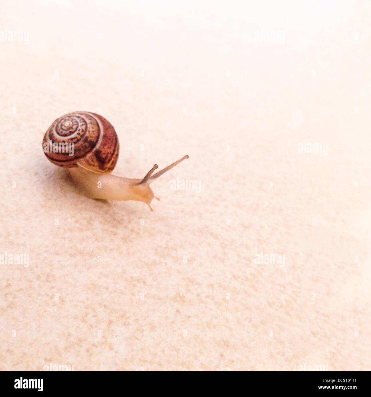 Snail head hi-res stock photography and images - Alamy