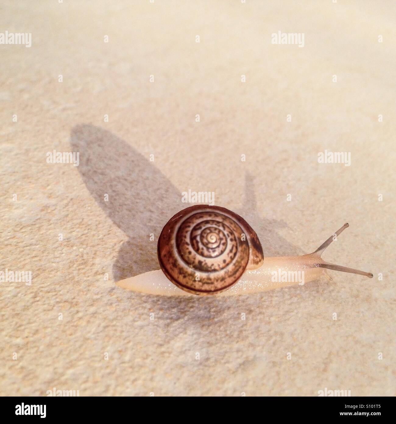 A small snail casts a shadow as it moves along a wall in the sunshine ...