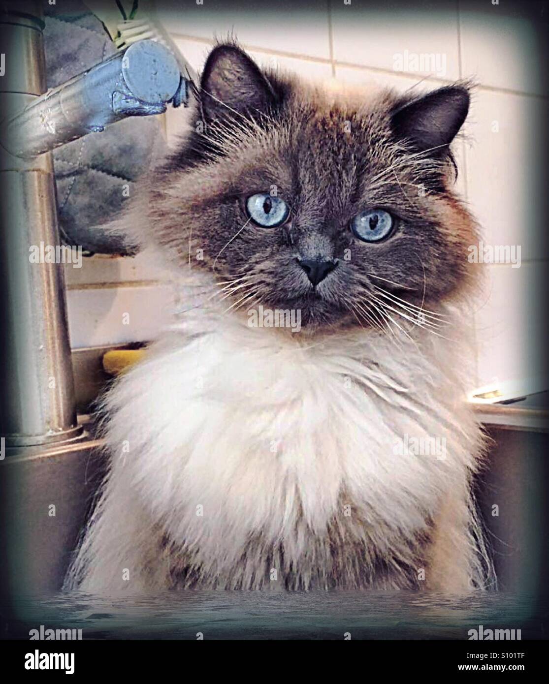 ...holy burma cat... likes water... so much!! Stock Photo - Alamy