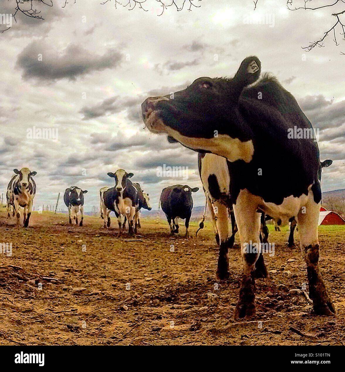 Dead Cow High Resolution Stock Photography and Images - Alamy