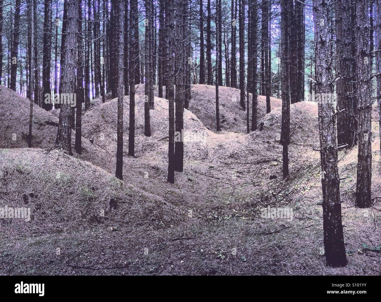 Dune forest hi-res stock photography and images - Alamy