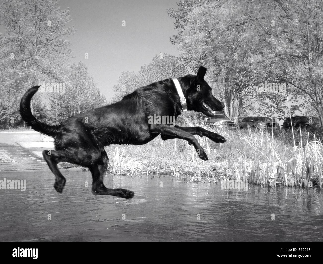 Dog jumping off dock High Resolution Stock Photography and Images - Alamy