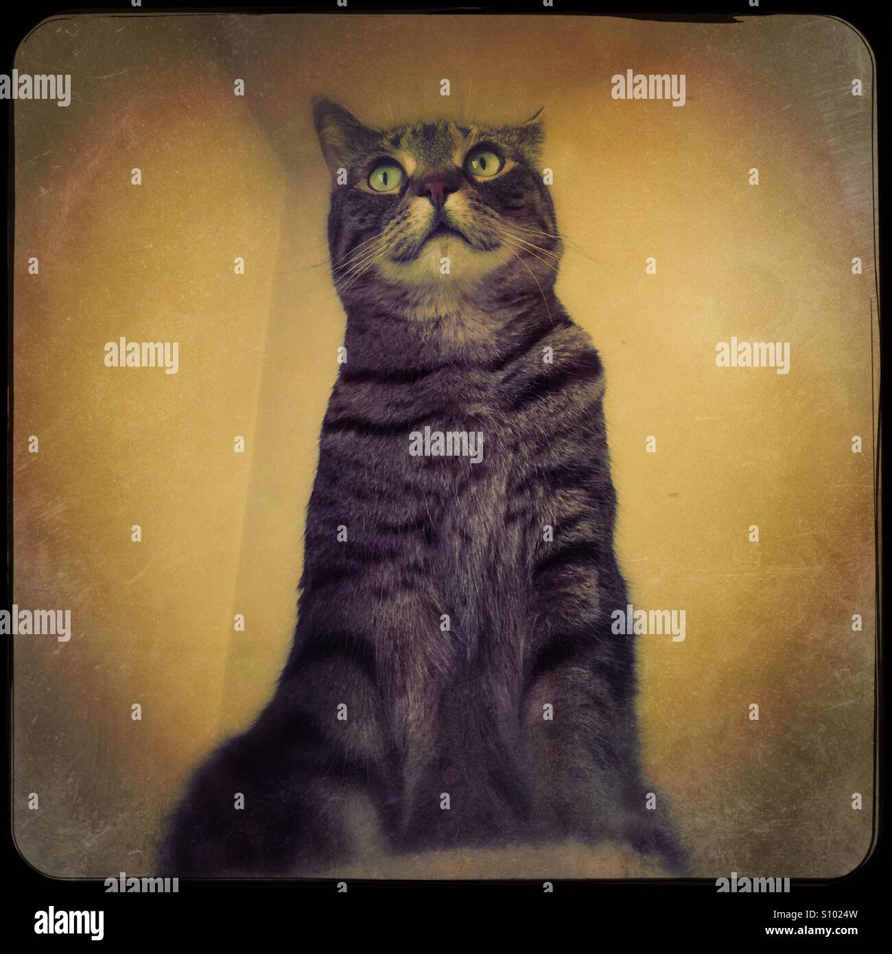 Towering animal hi-res stock photography and images - Alamy