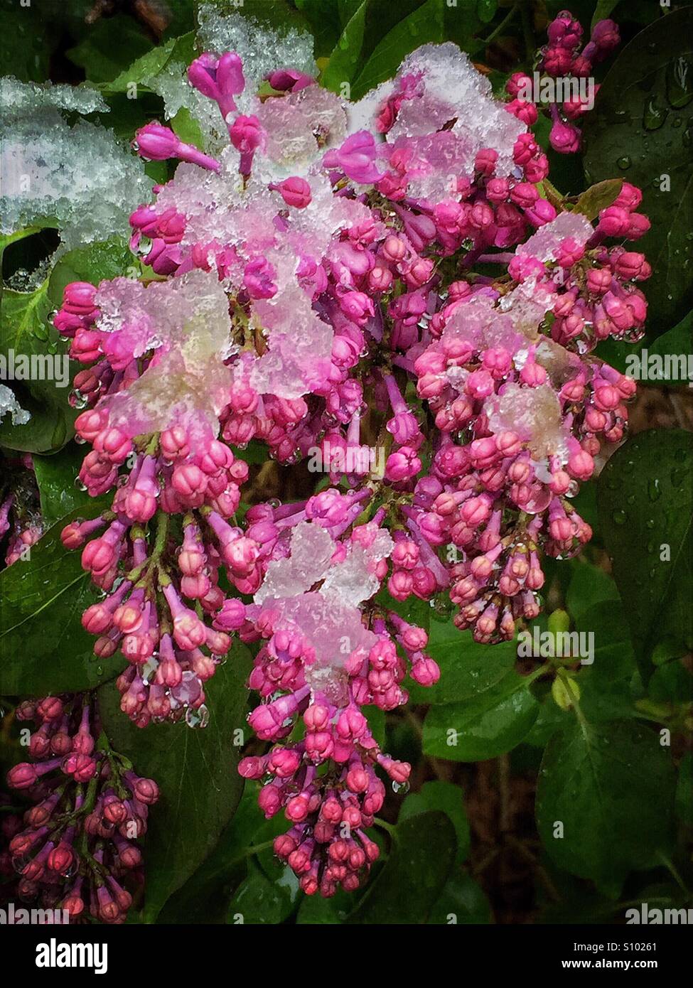 Texture added to image of spring snowstorm with snow and ice on lilacs ...