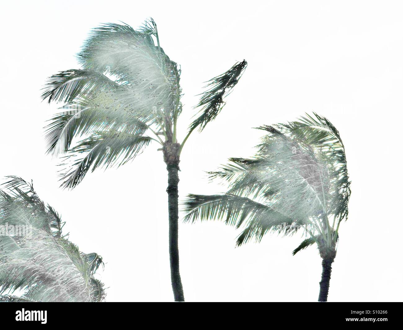 Washed out tree hi-res stock photography and images - Alamy