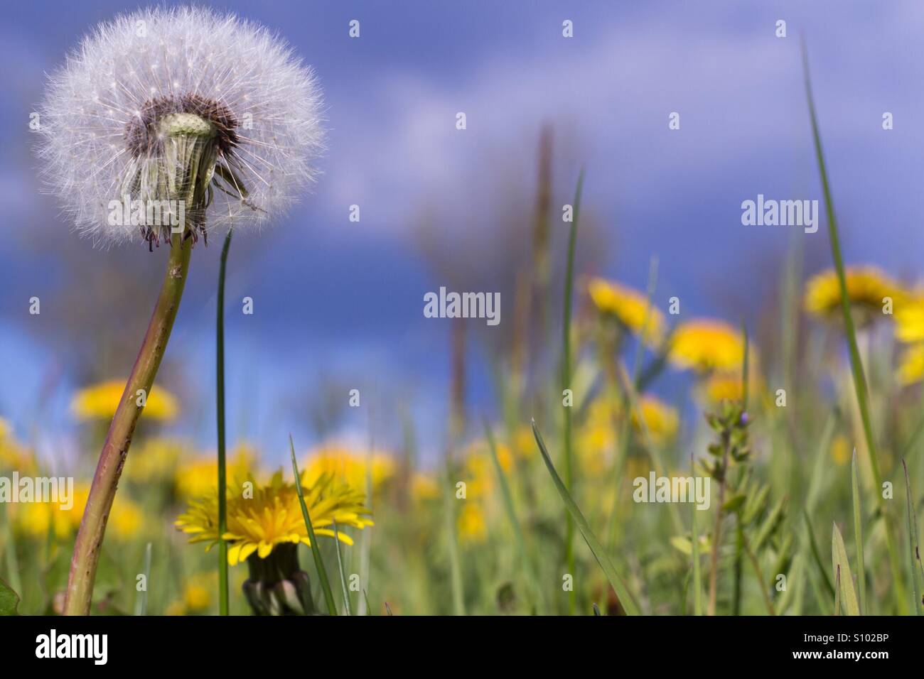Dandelion Field High Resolution Stock Photography and Images - Alamy