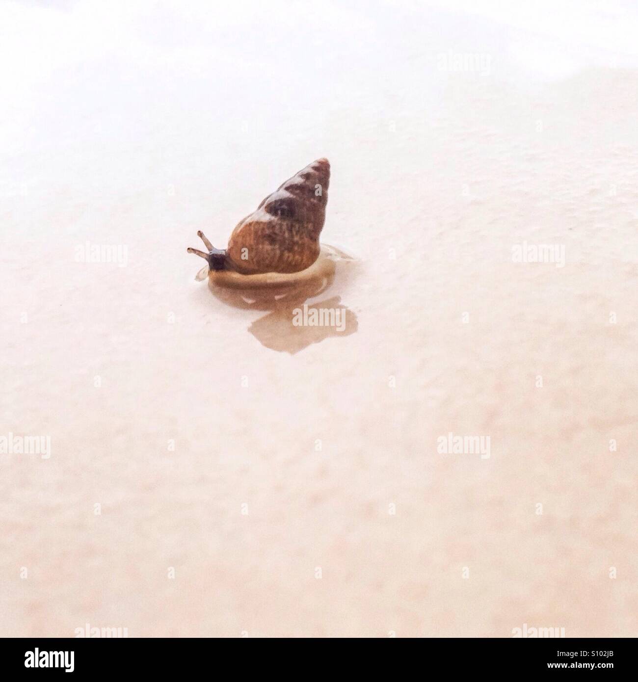A very small wet snail in a big puddle of water Stock Photo - Alamy