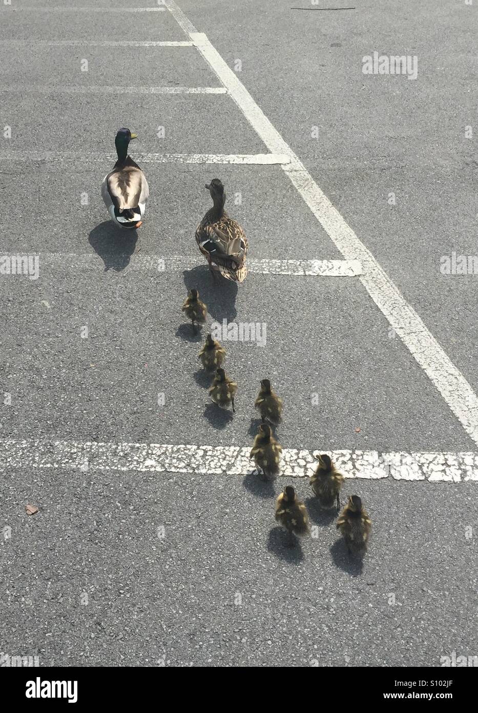 Waddle of ducks hi-res stock photography and images - Alamy