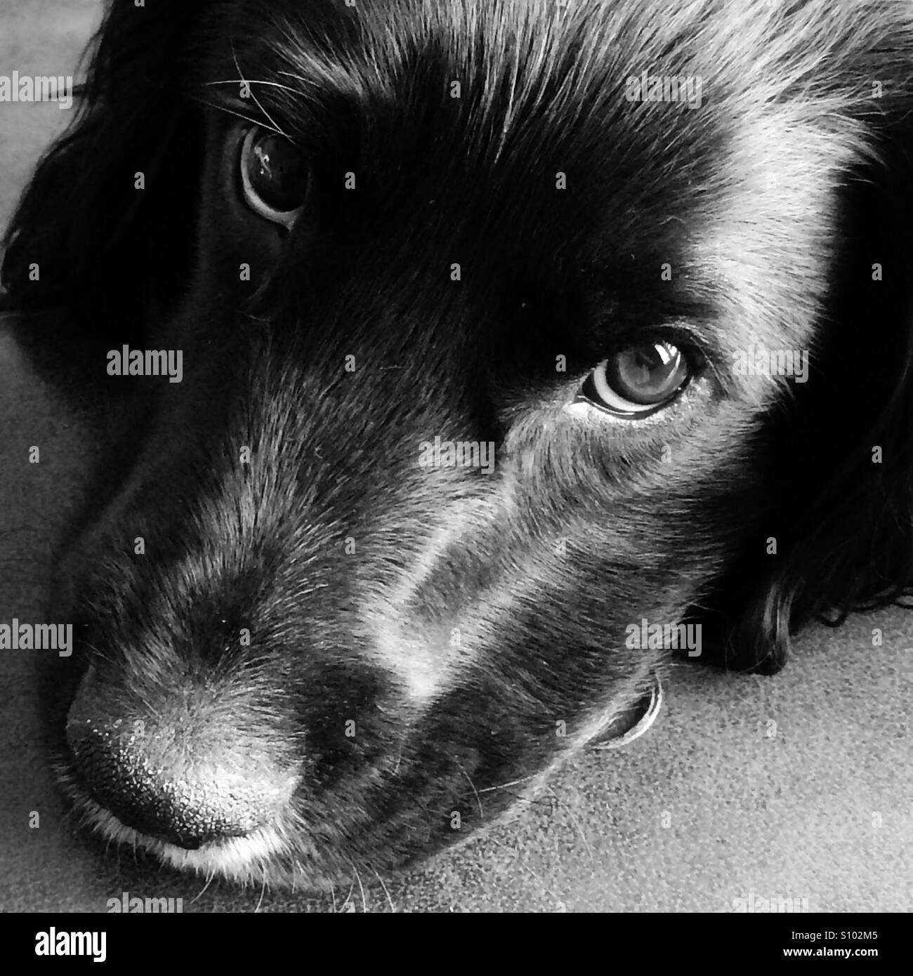 Black cocker Black and White Stock Photos & Images - Alamy