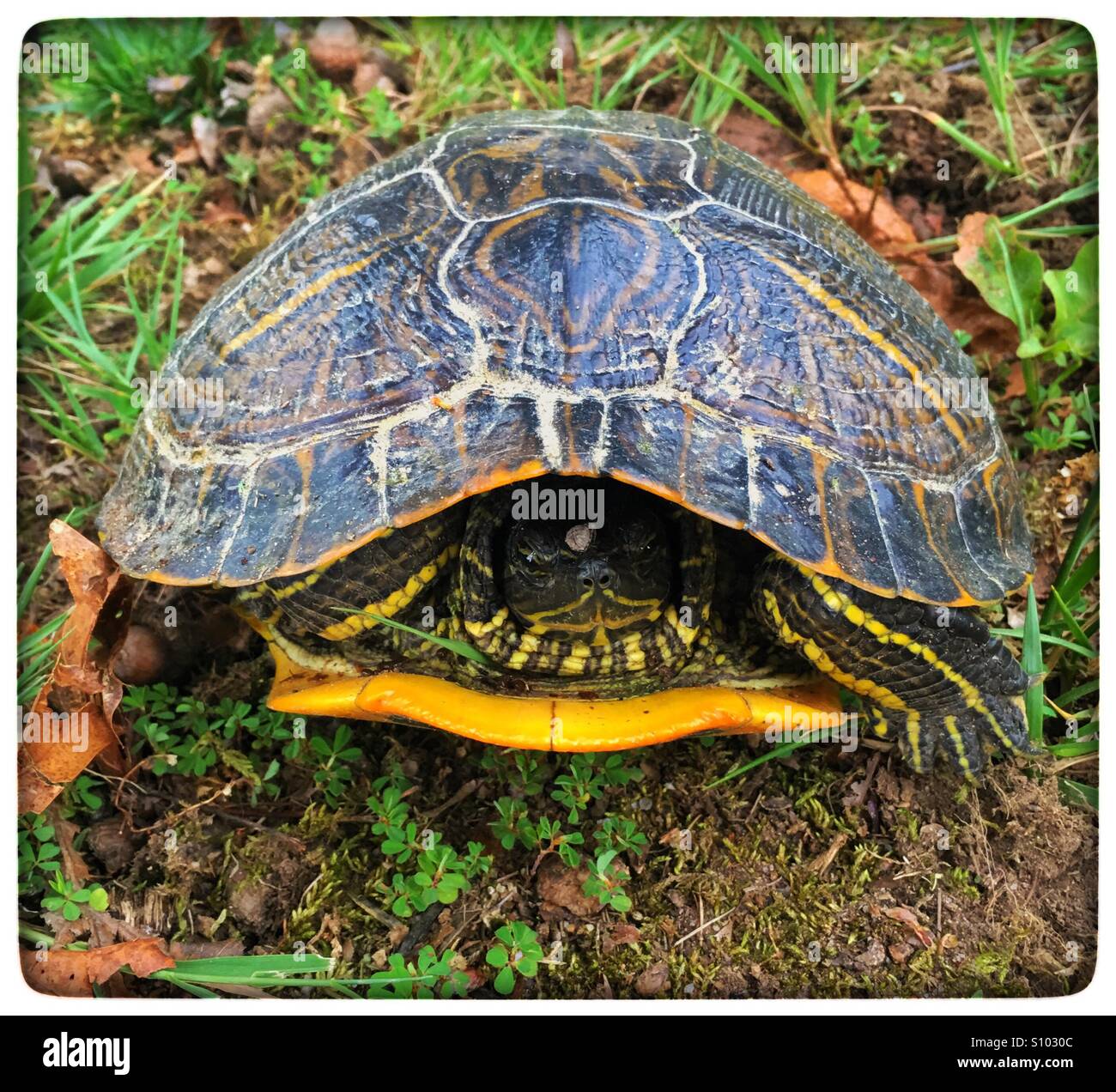 Shell turtle hi-res stock photography and images - Alamy