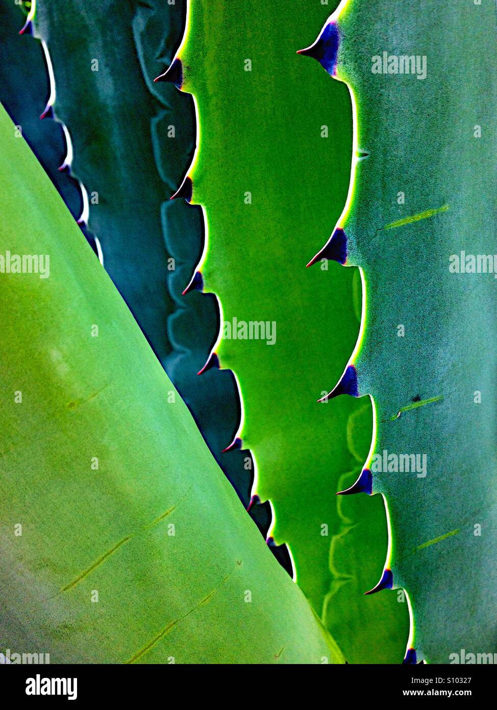 Agave leaves hi-res stock photography and images - Alamy