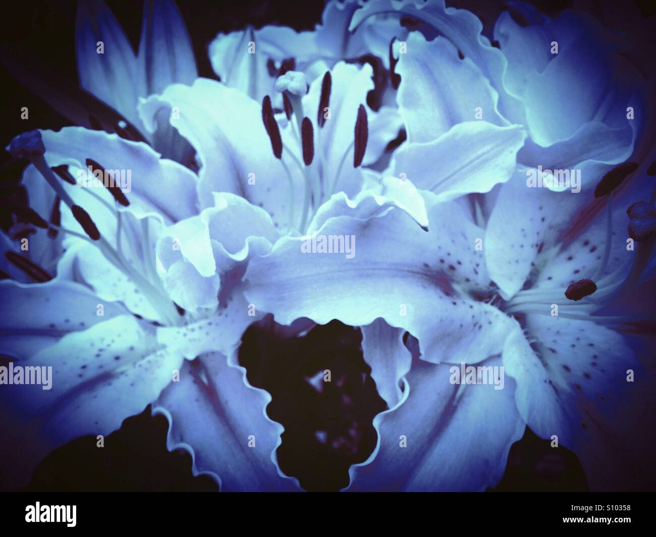 Blue Lilies High Resolution Stock Photography and Images - Alamy