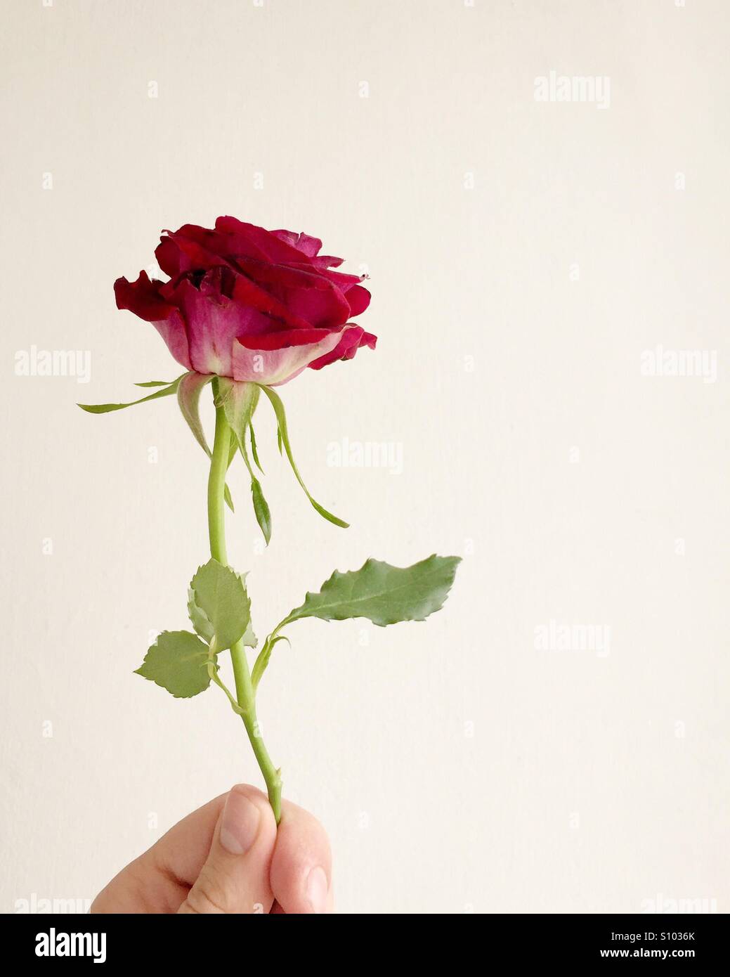 Alone rose hi-res stock photography and images - Alamy