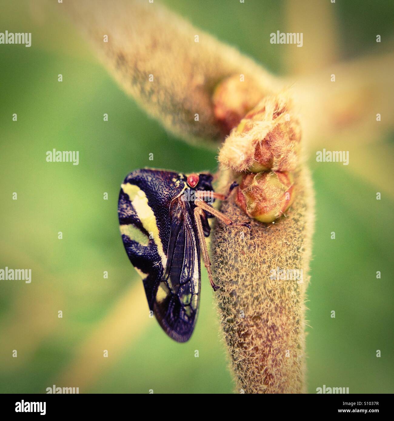 Red eyed bug hi-res stock photography and images - Alamy