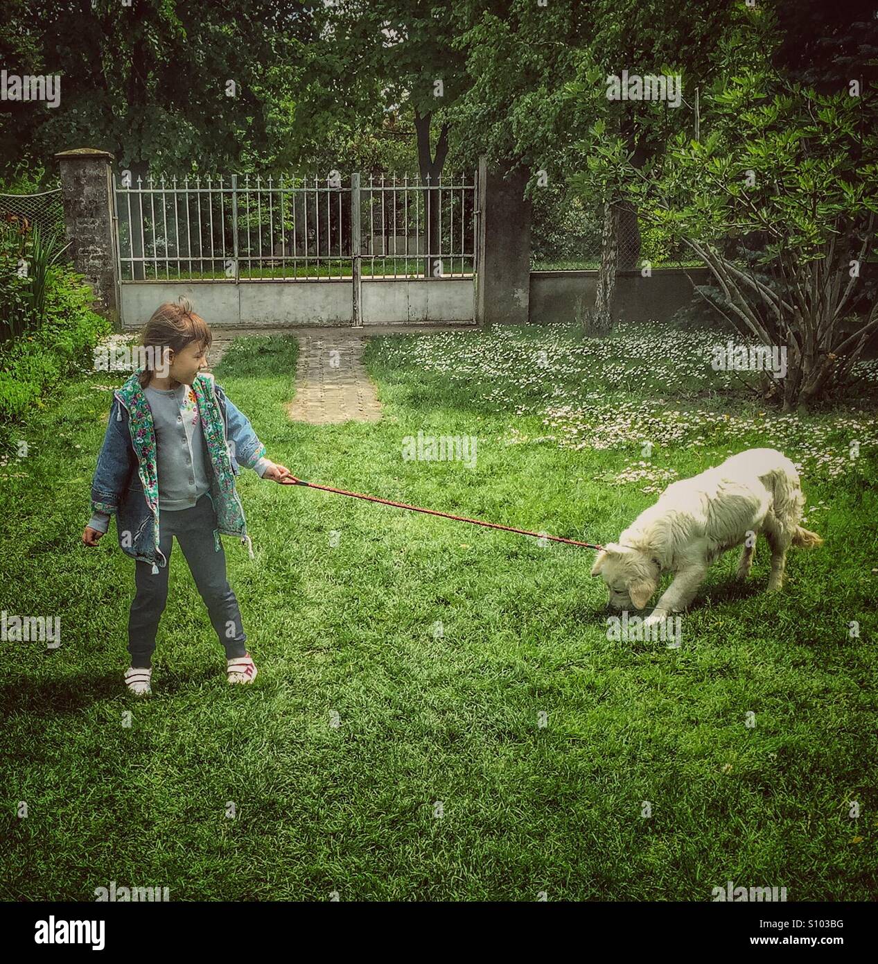 Girl pulling dog hi-res stock photography and images - Alamy