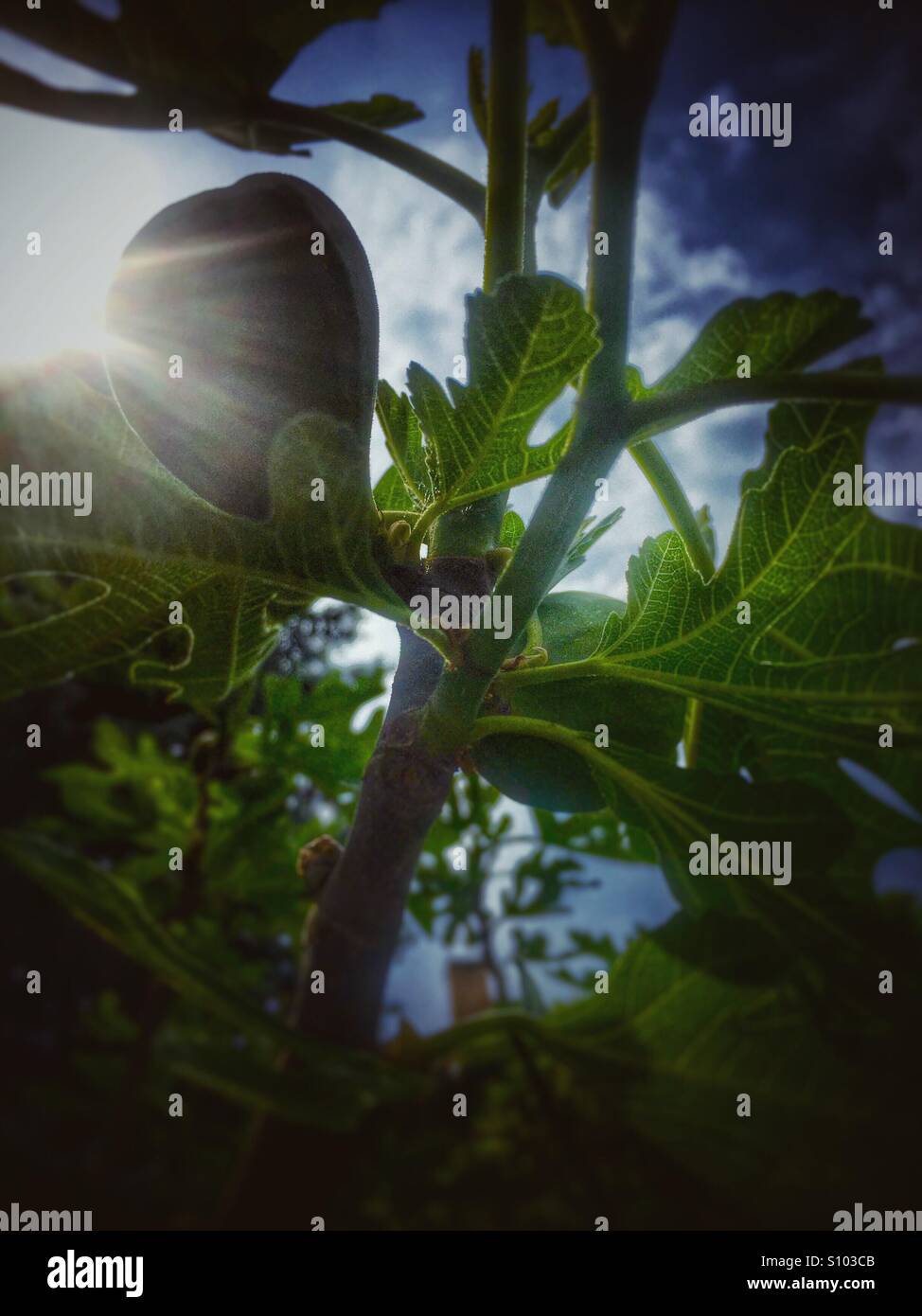 Figs tree hi-res stock photography and images - Alamy