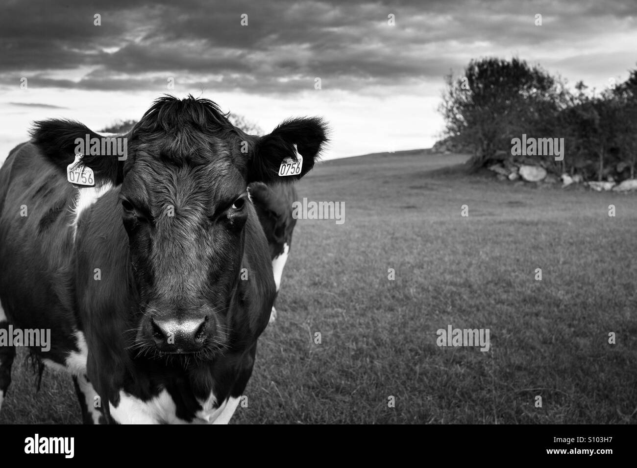 Angry cow hi-res stock photography and images - Alamy