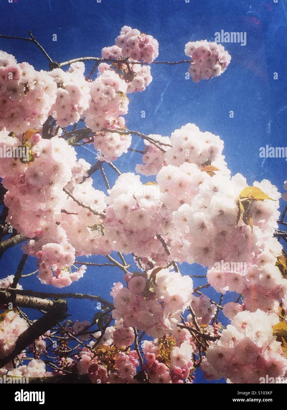 Light pink cherry blossom hi-res stock photography and images - Alamy