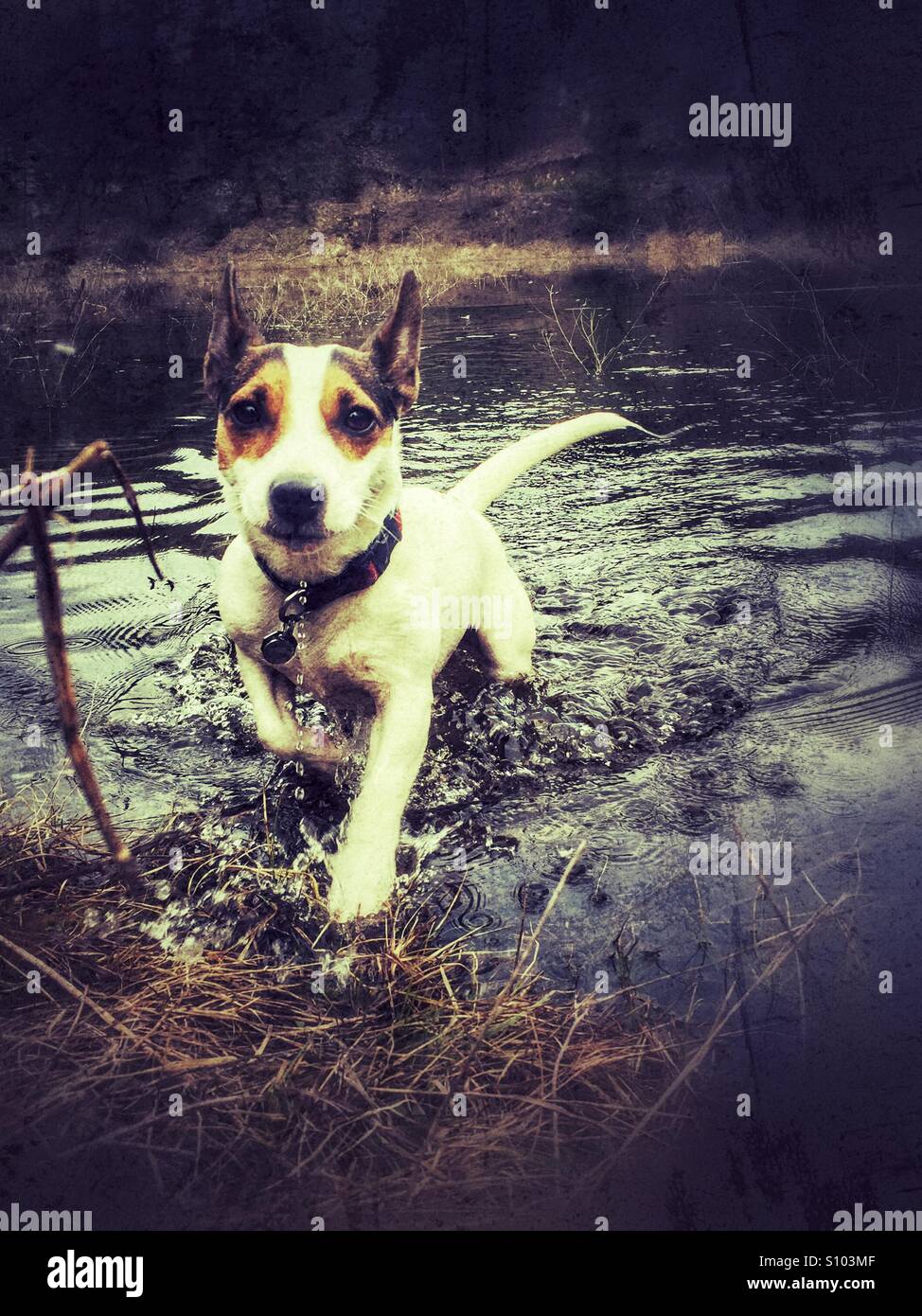 Stepping dog hi-res stock photography and images - Alamy