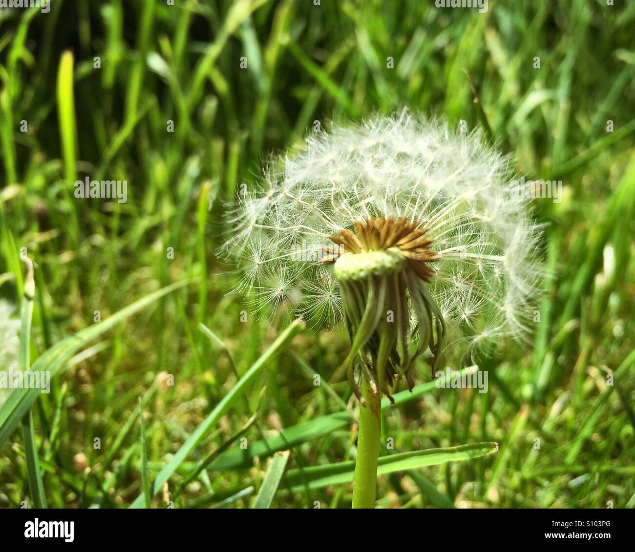 Dandelion seed head Stock Photo - Alamy
