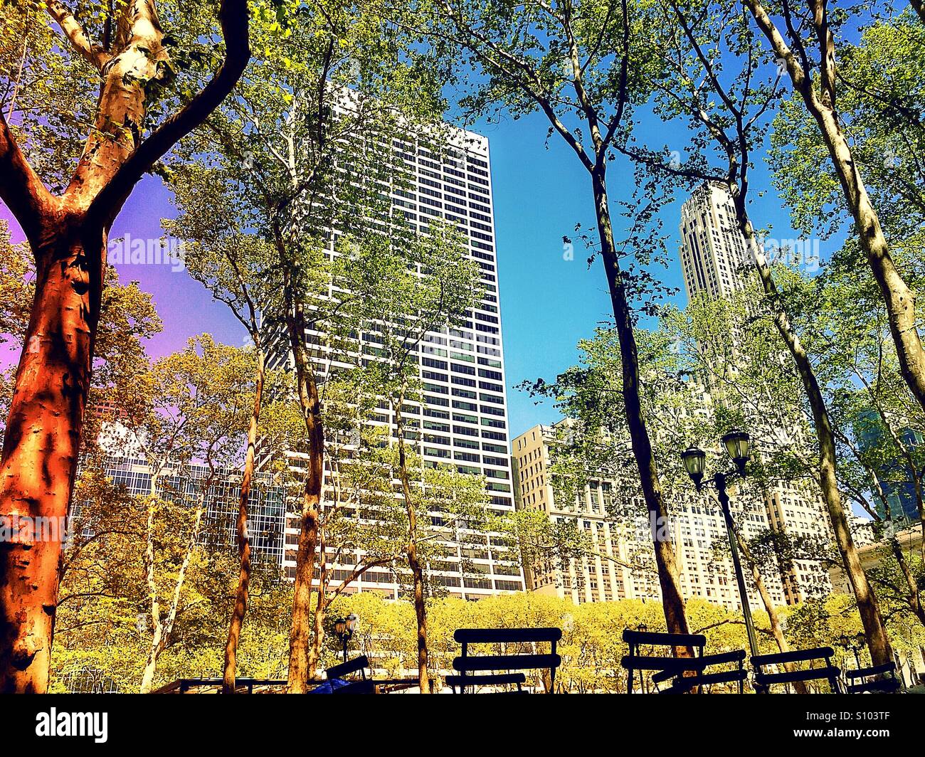 Trees in bryant park hi-res stock photography and images - Alamy