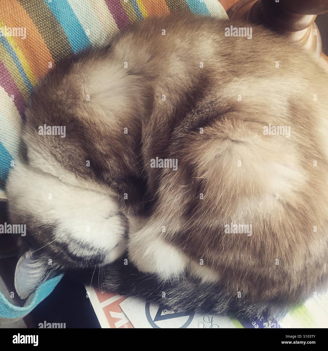 Sleeping ball hi-res stock photography and images - Alamy